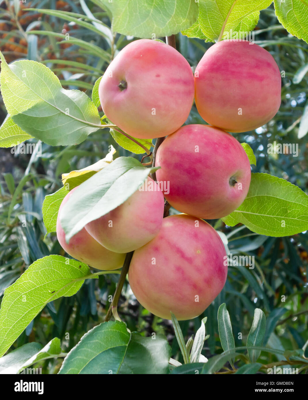 ripe red apples on branch Stock Photo - Alamy