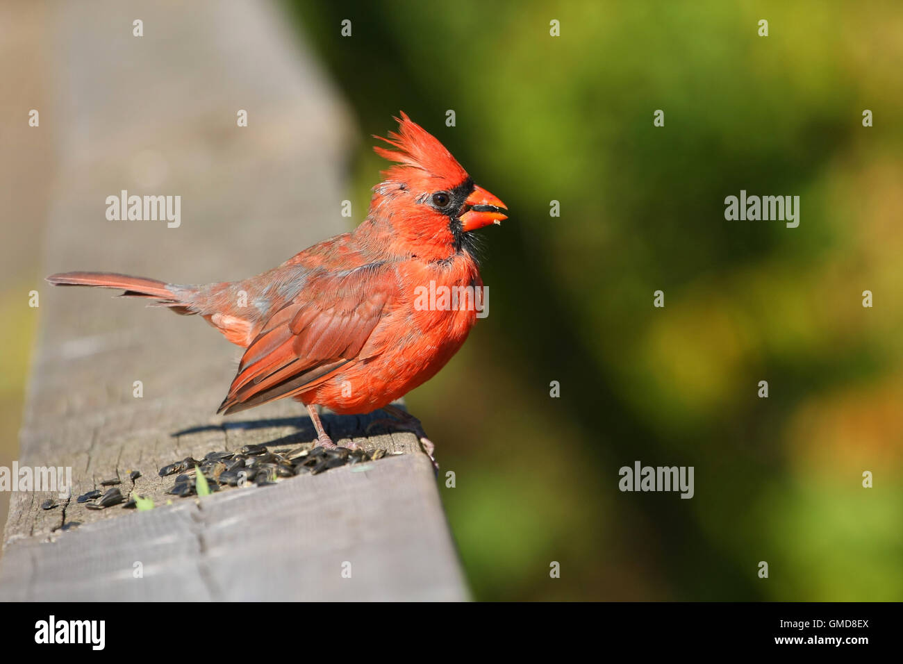 Young male cardinal hi-res stock photography and images - Alamy
