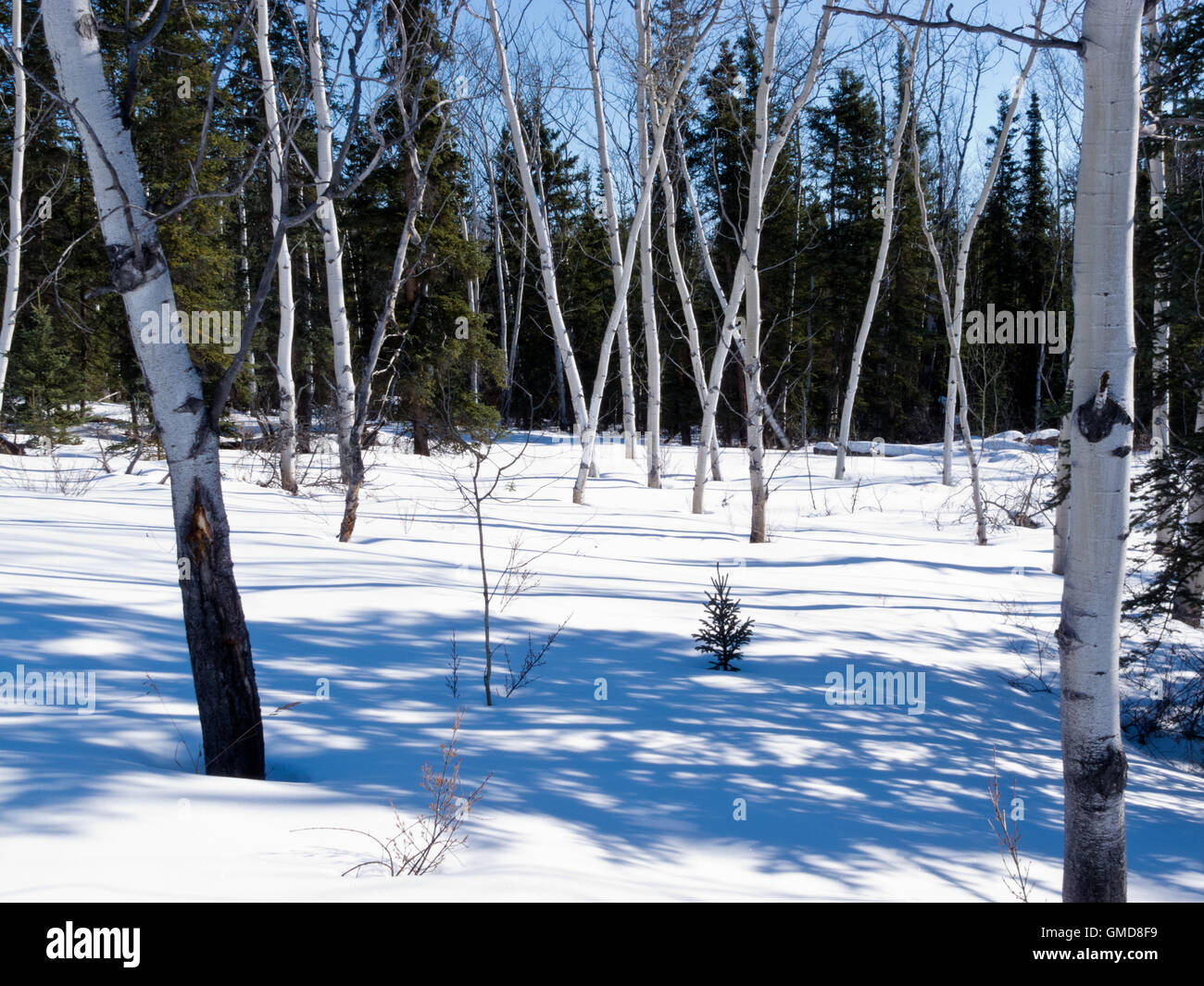Aspen trees groove in winter boreal forest taiga Stock Photo - Alamy