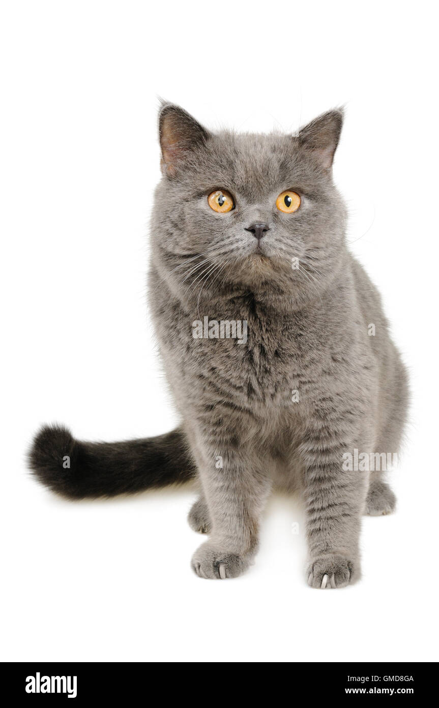 Cat stares at camera Cut Out Stock Images & Pictures - Alamy