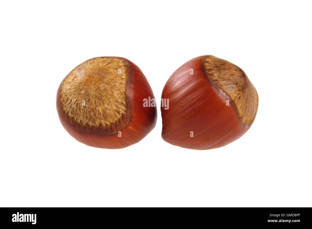 Two unpeeled hazelnut Stock Photo - Alamy