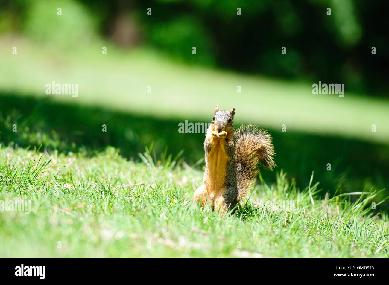 Squirrel eating in the grass Stock Photo - Alamy