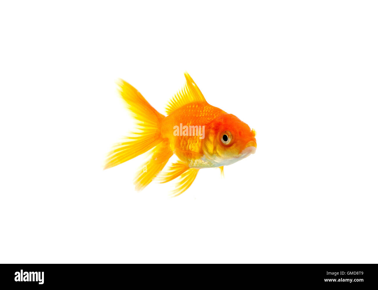 Pets at home fish hi-res stock photography and images - Alamy