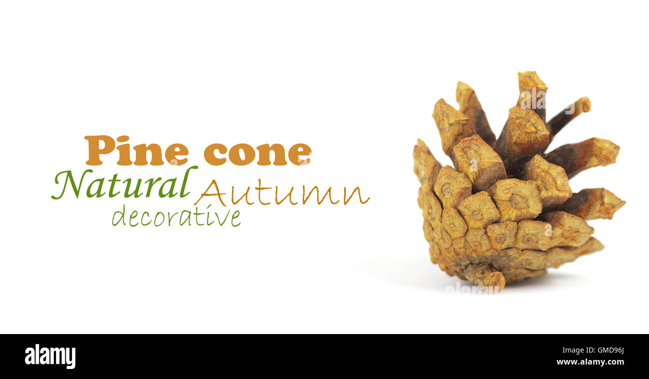 Beautiful pine cone close Cut Out Stock Images & Pictures - Alamy