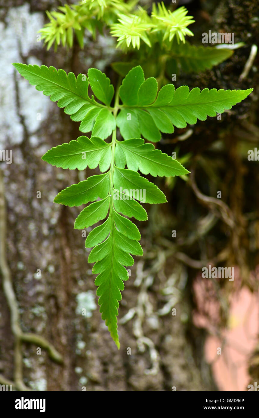 Fern backgrounds hi-res stock photography and images - Alamy