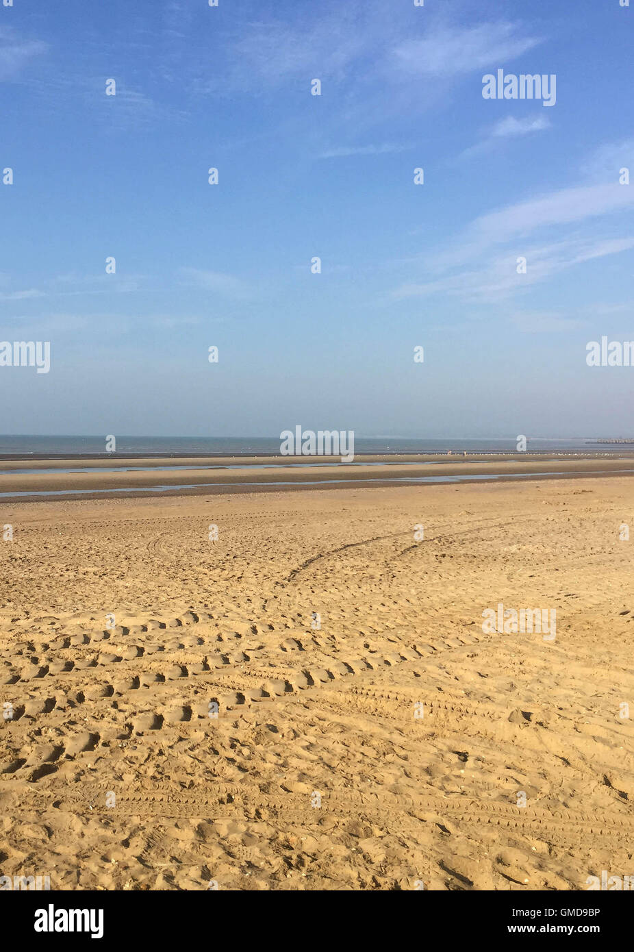 Reppic sea camber hi-res stock photography and images - Alamy