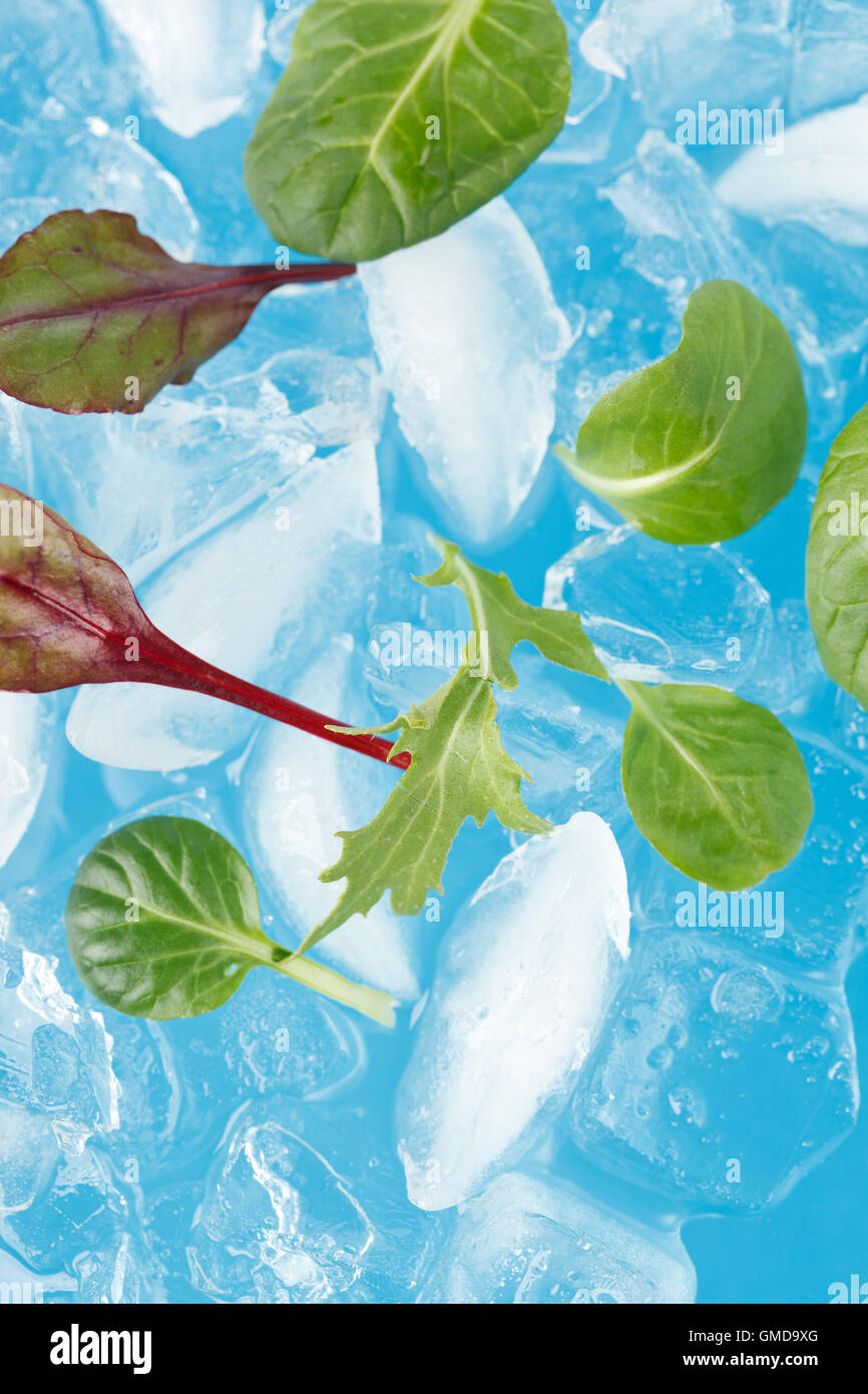 ice and leaves Stock Photo - Alamy