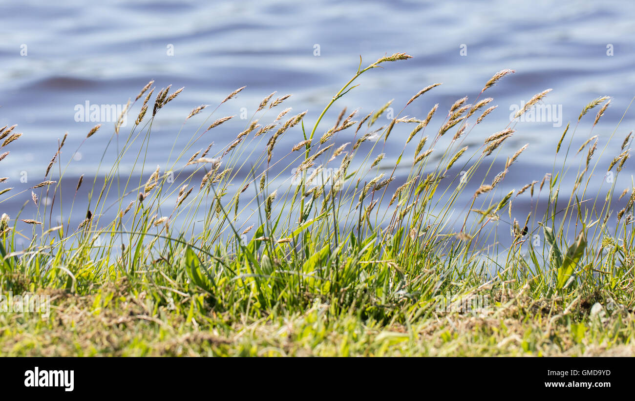 Prairie grass waterside, grass at a dutch lake Stock Photo - Alamy
