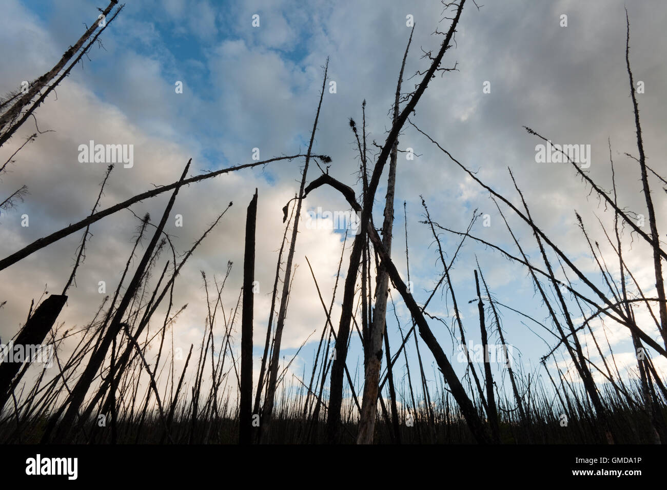 Burned burnt hi-res stock photography and images - Alamy