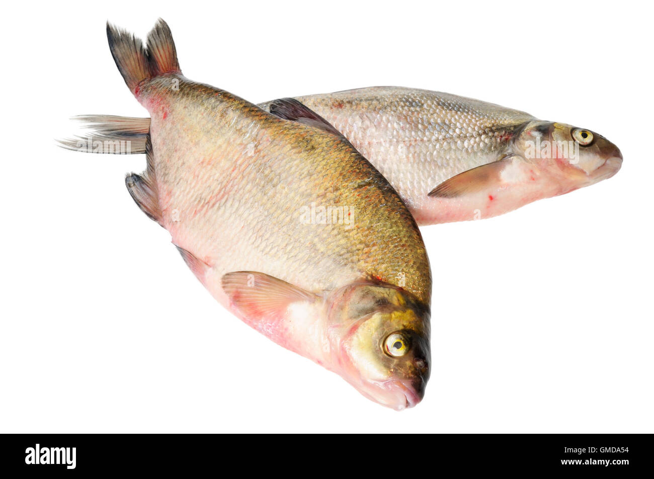 Two fresh freshwater fish Stock Photo - Alamy