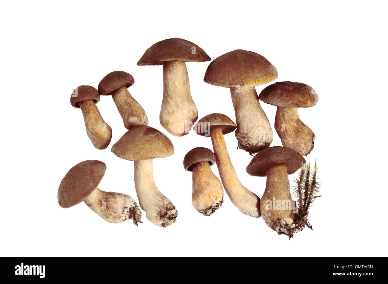 Group of Mushrooms Stock Photo - Alamy