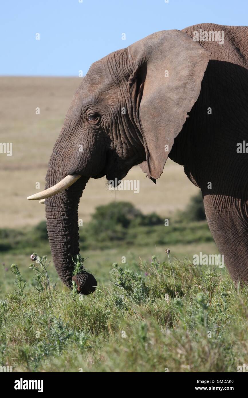 Male African Elephant Eating Stock Photo - Alamy