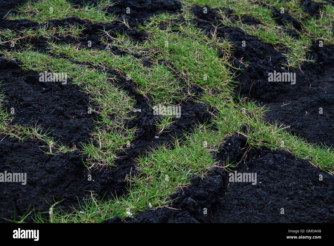 Grass on volcanic rock Stock Photo - Alamy