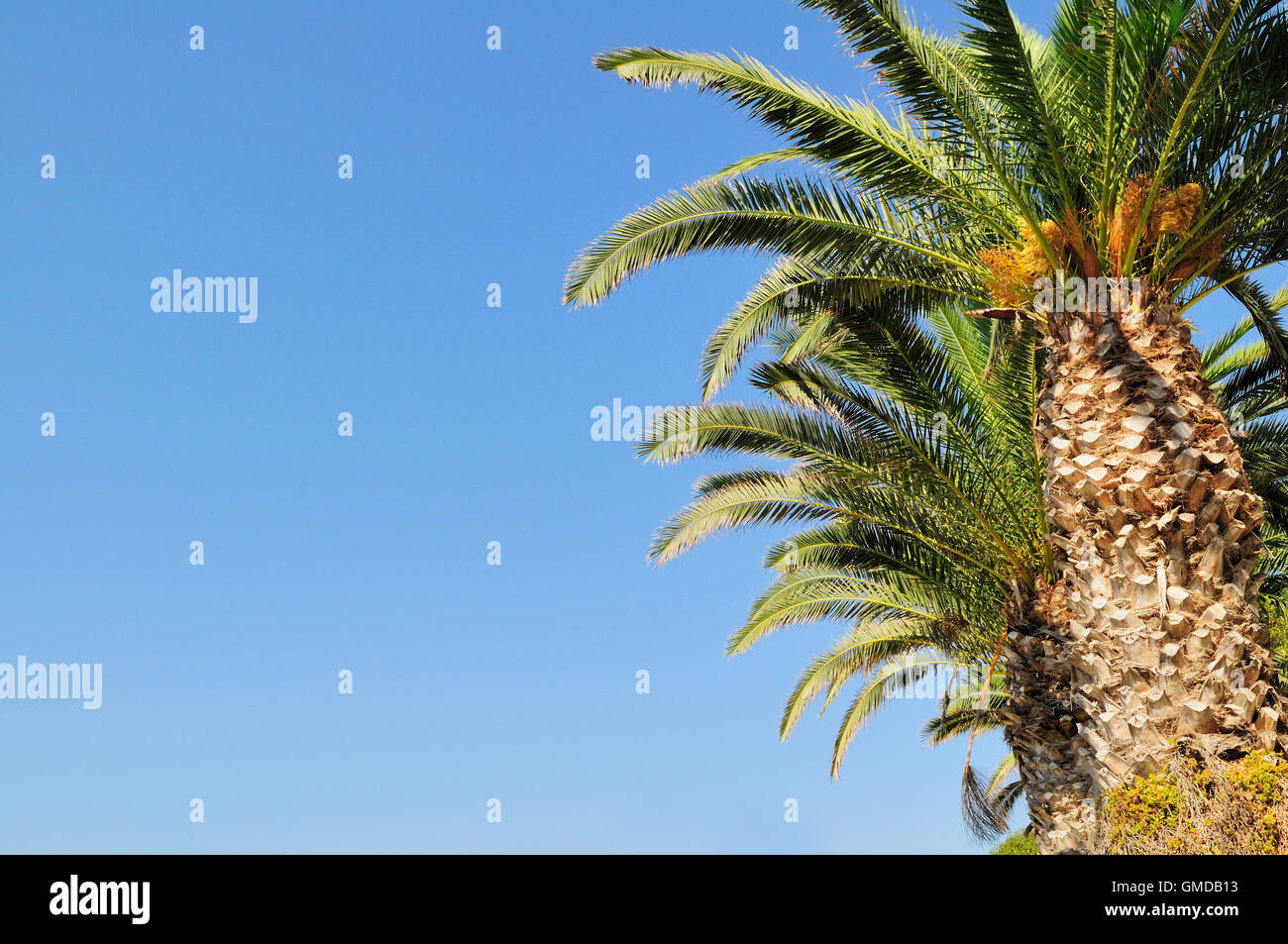 Date palm branches Stock Photo - Alamy