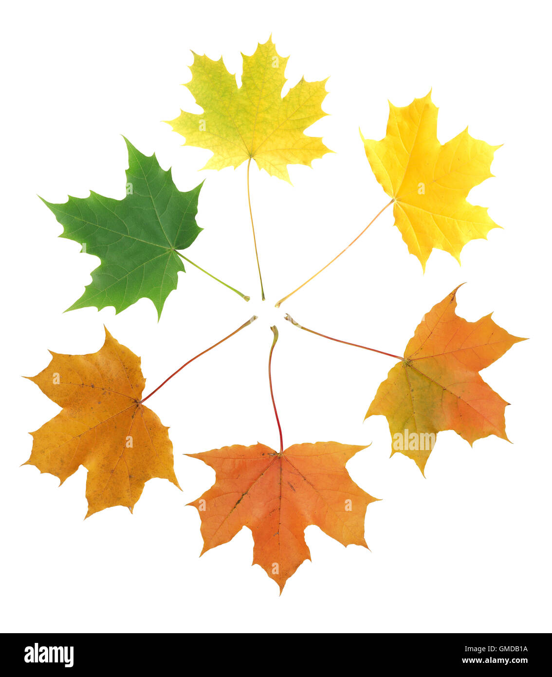 Maple Leaves Transformation Stock Photo - Alamy