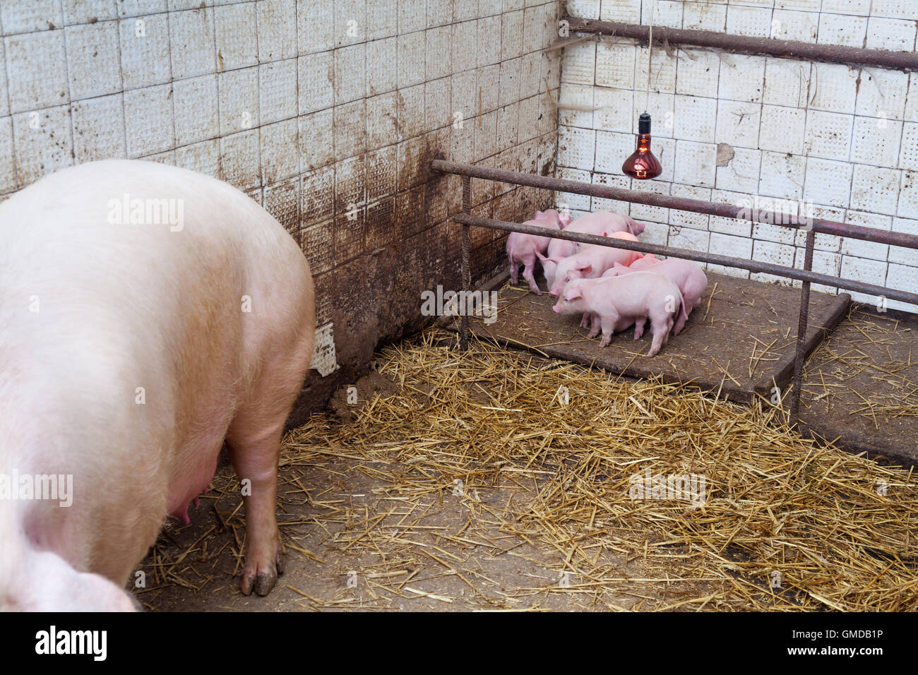 Sow pig with piglets Stock Photo - Alamy