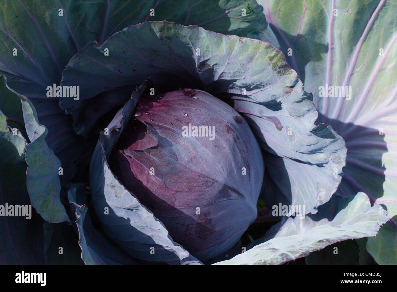 red cabbage in the field Stock Photo - Alamy