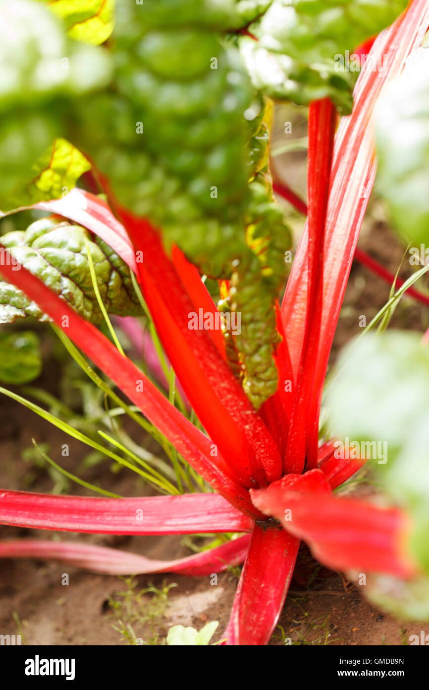 mangold in the garden Stock Photo - Alamy