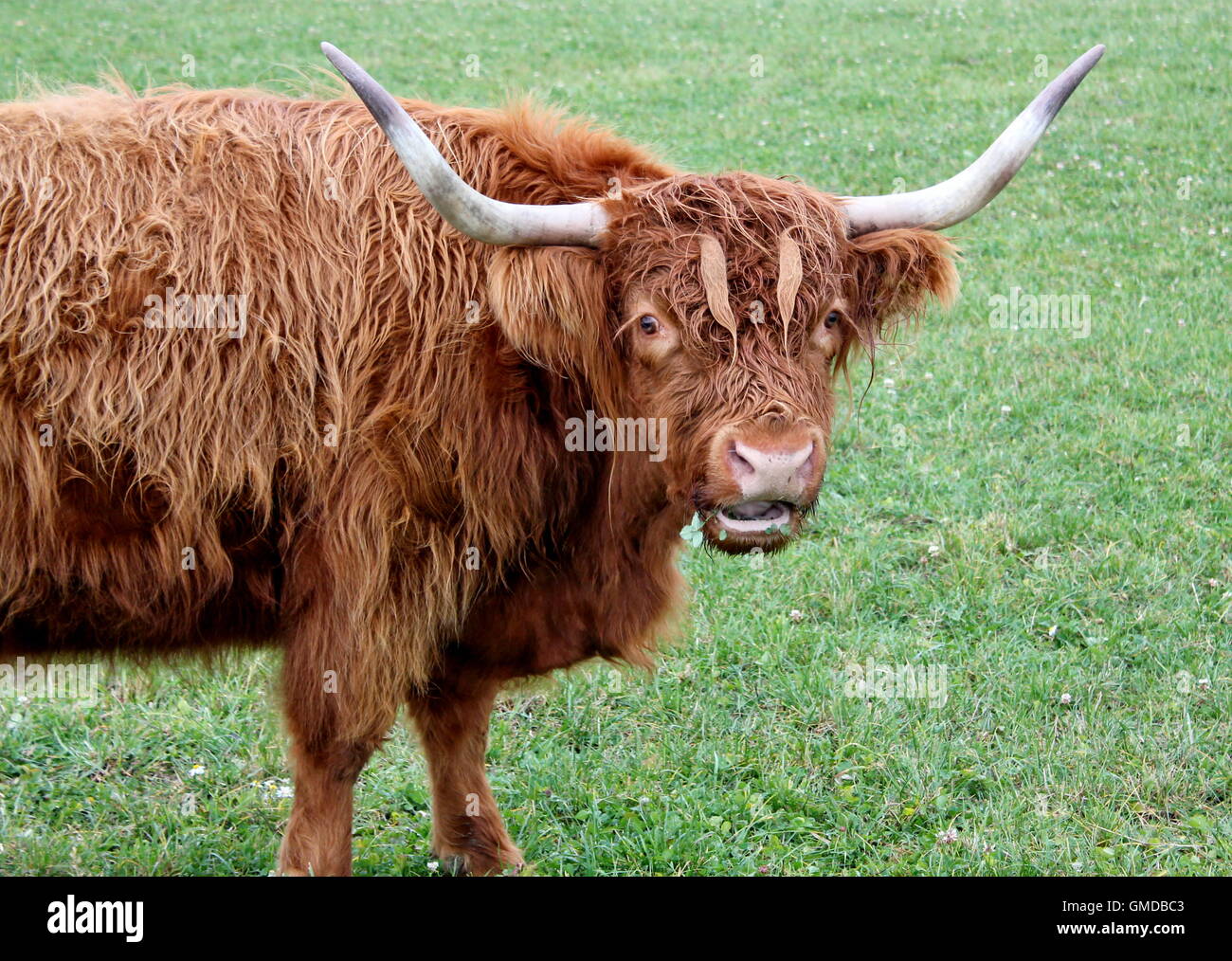 Scotish cow hi-res stock photography and images - Alamy