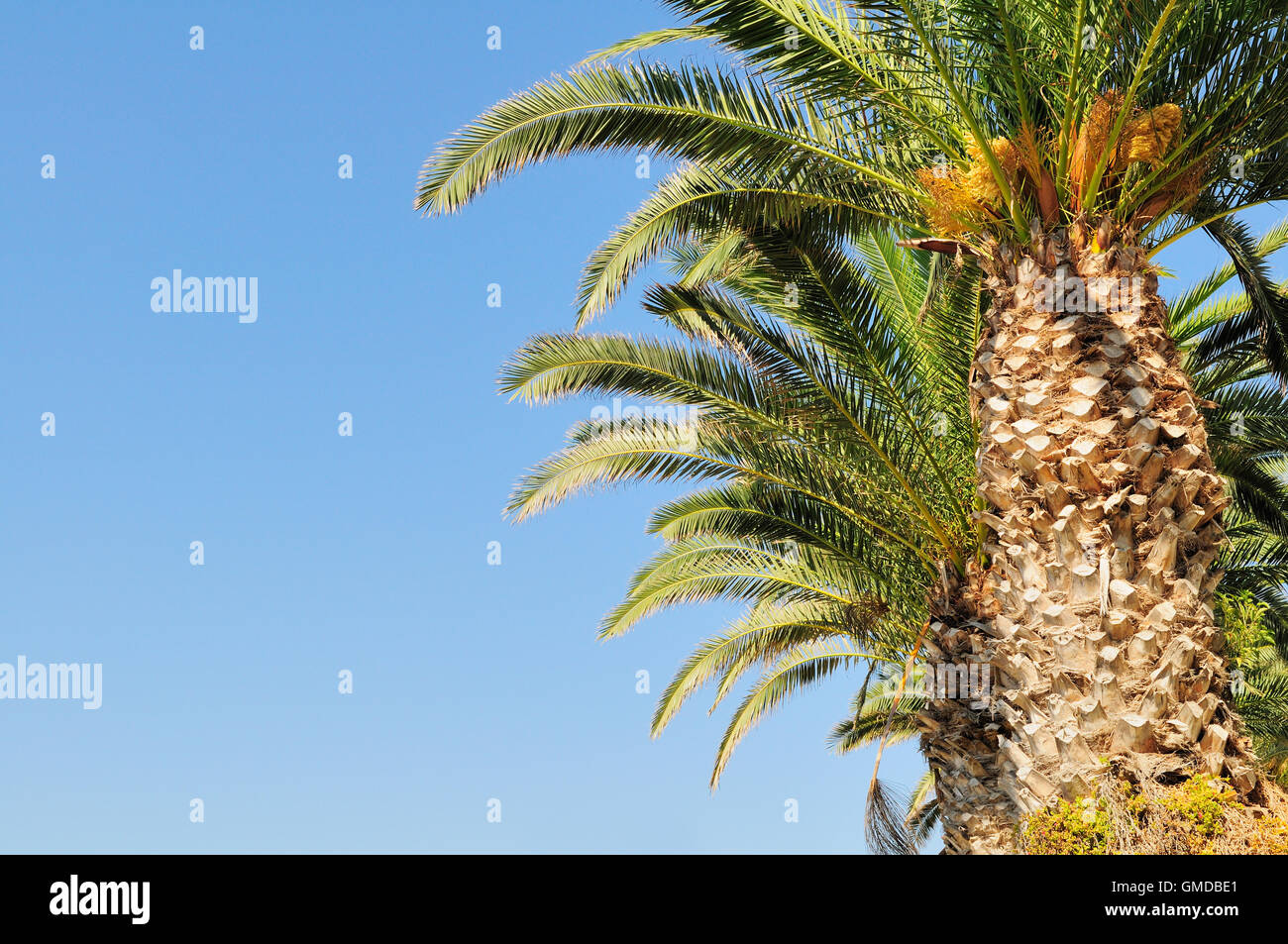 Date palm tree branches hi-res stock photography and images - Alamy