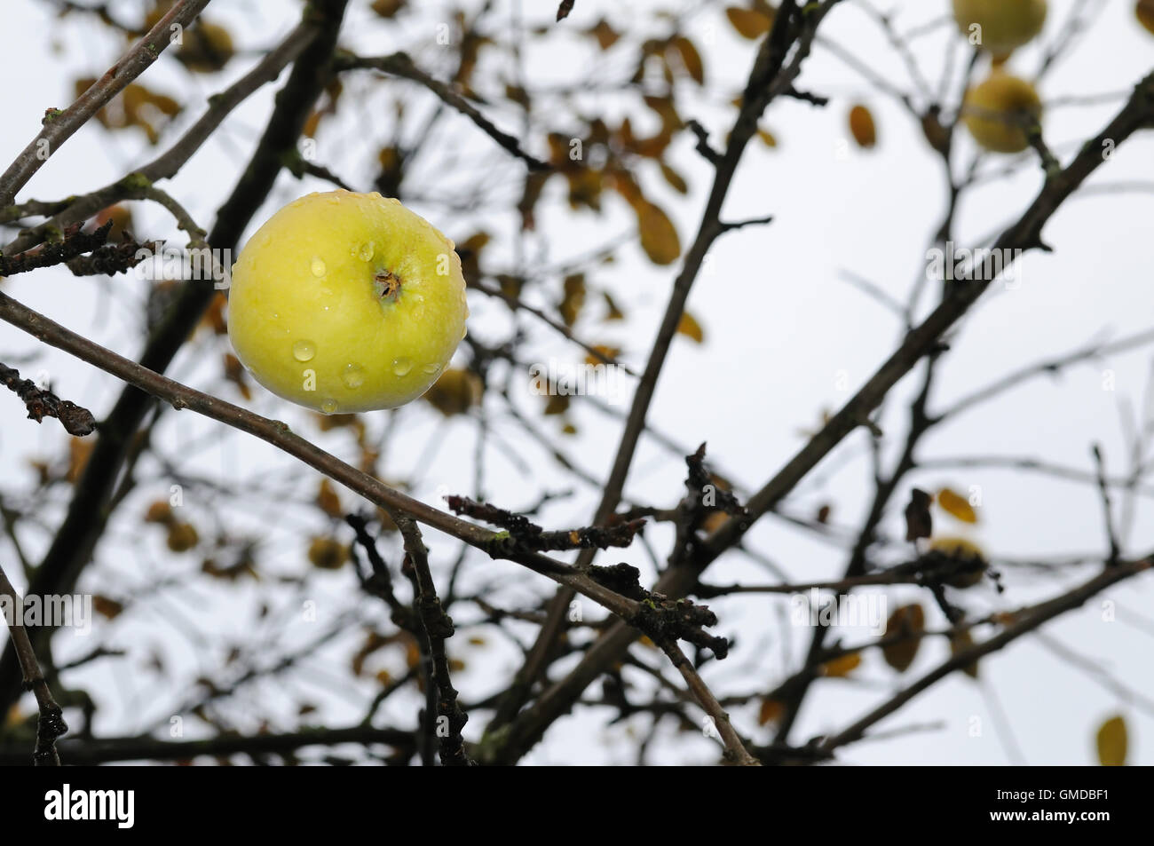 Wilting tree hi-res stock photography and images - Alamy