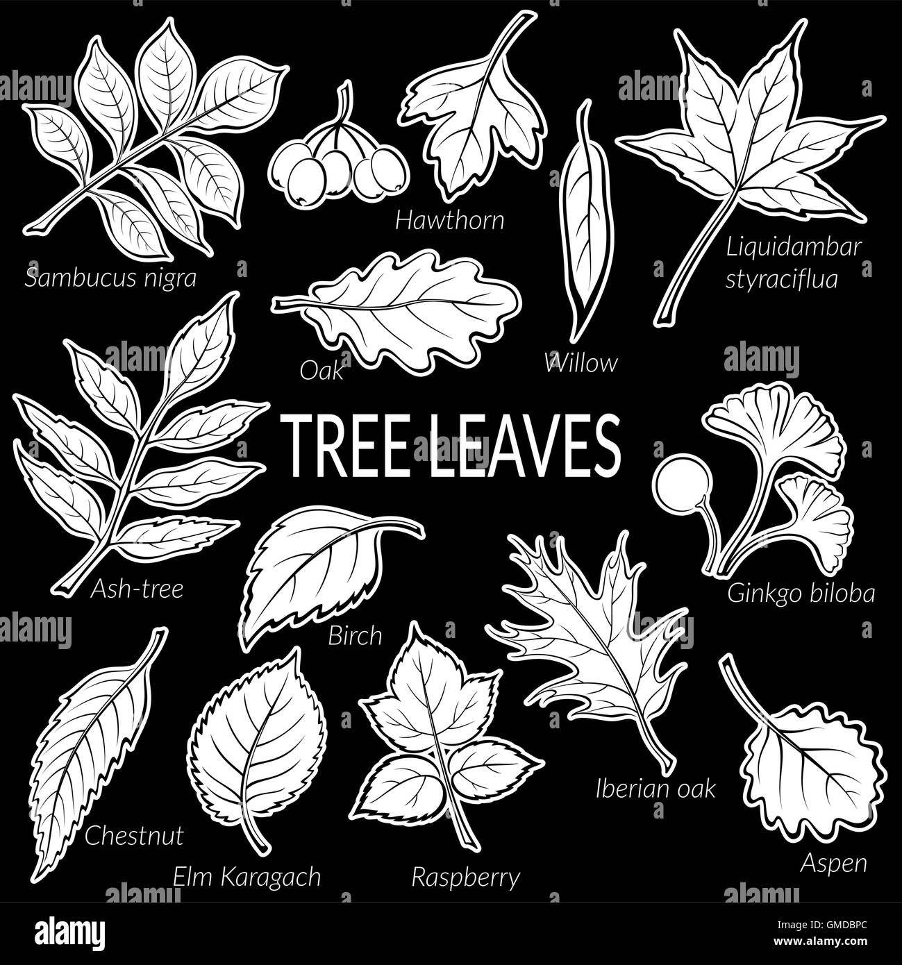 Leaves of Plants Pictogram Set Stock Vector Image & Art - Alamy