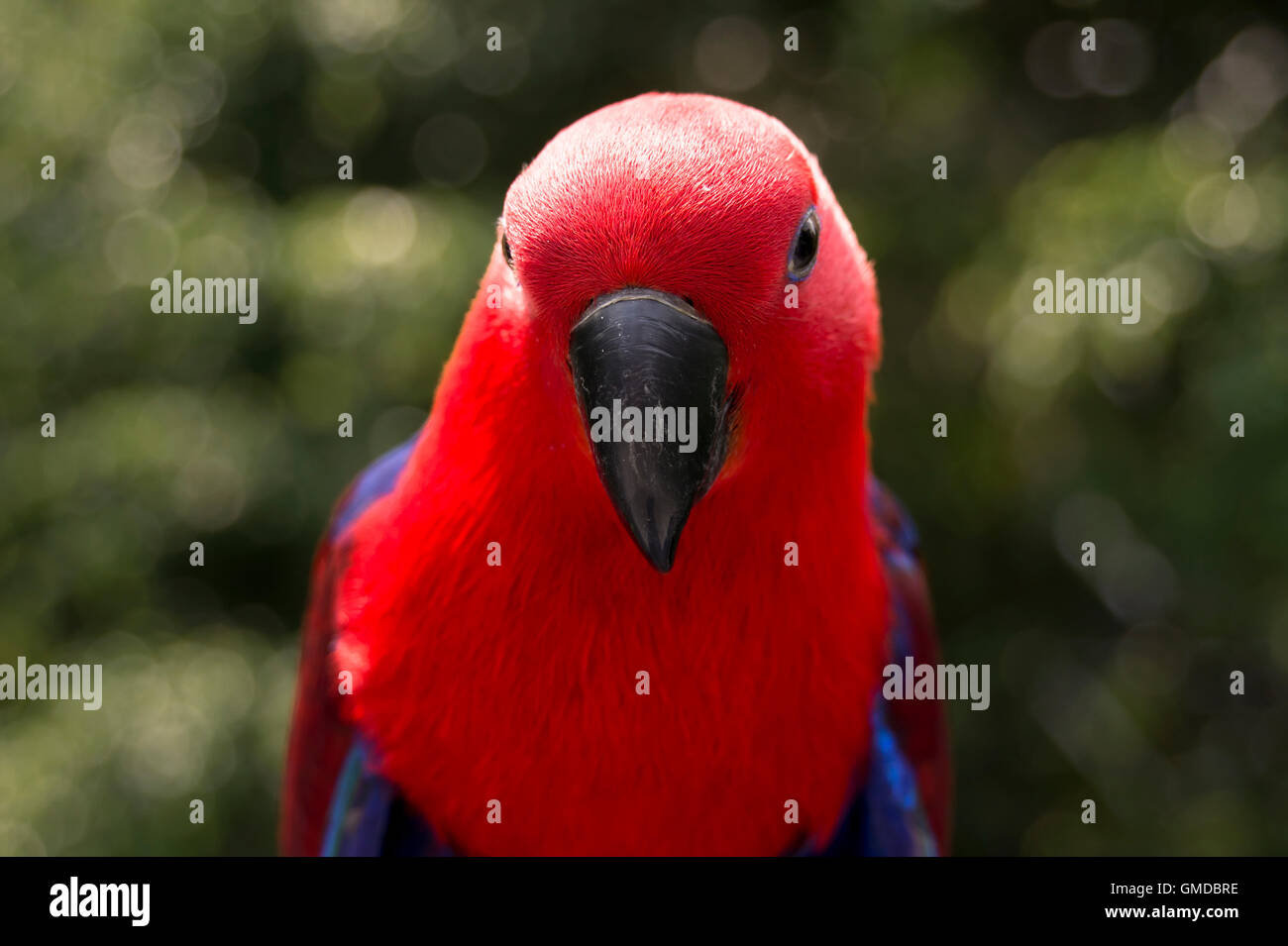 colorful Lory- parrot Stock Photo - Alamy