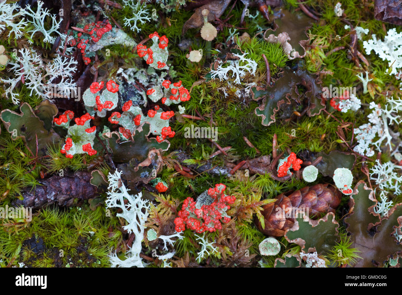 Boreal forest ground plants hi-res stock photography and images - Alamy