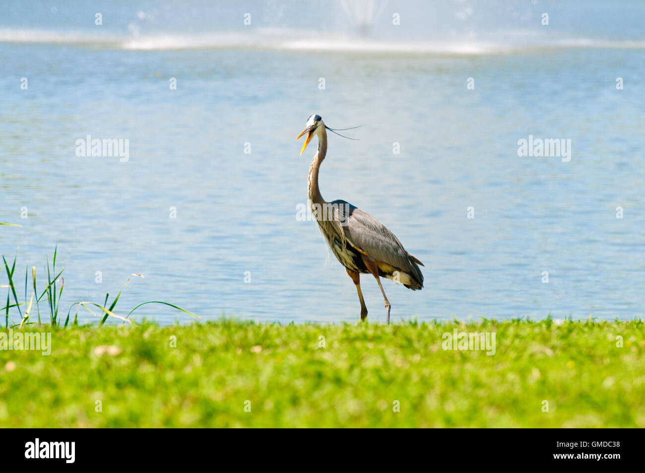 Crane with open beak Stock Photo - Alamy