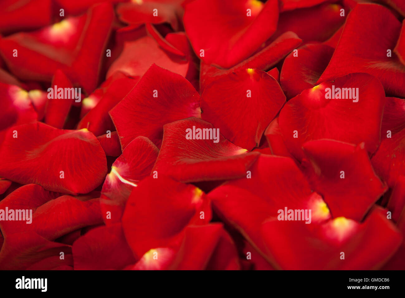 Background of red rose petals Stock Photo - Alamy