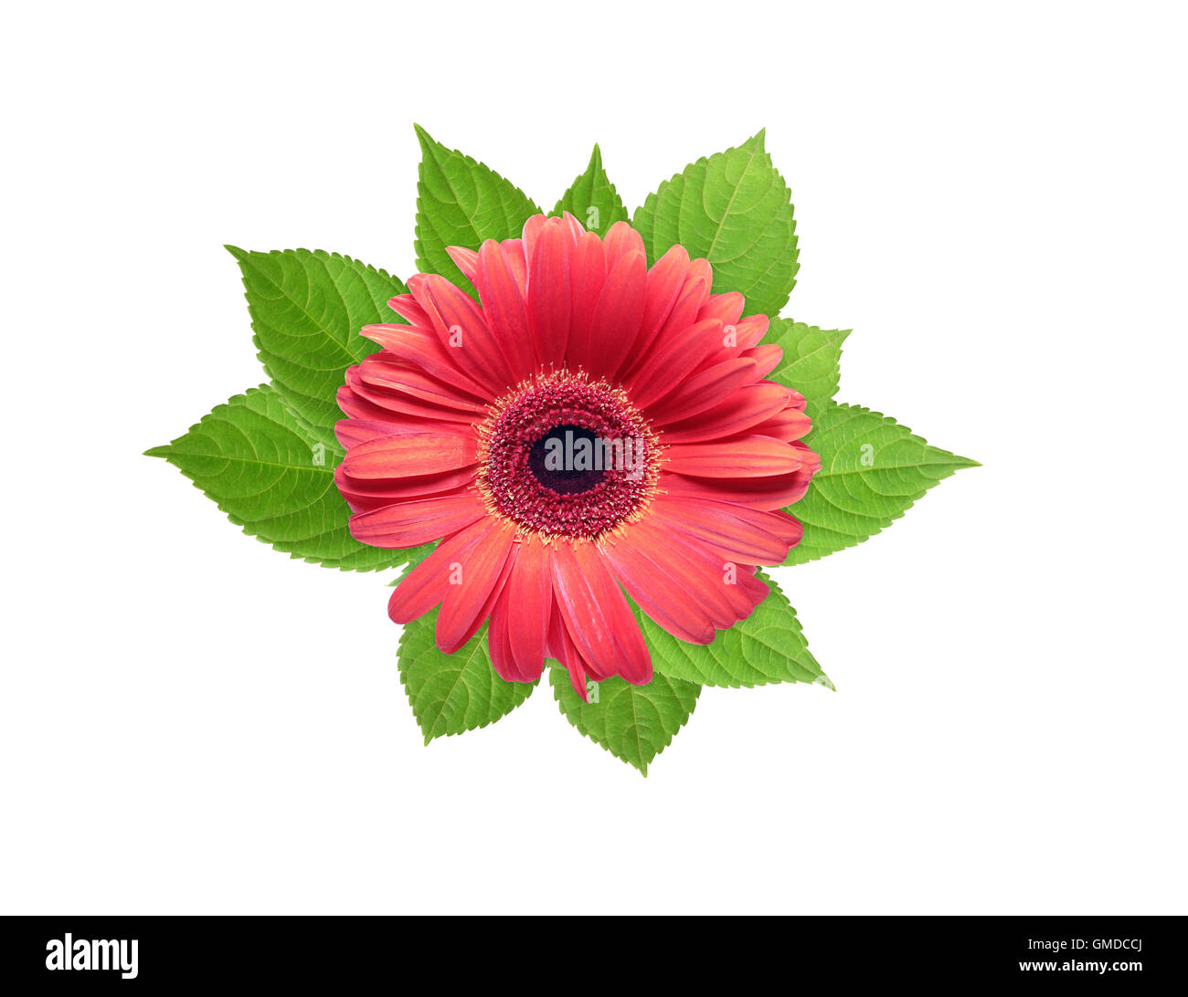 Red an white flower Cut Out Stock Images & Pictures - Alamy