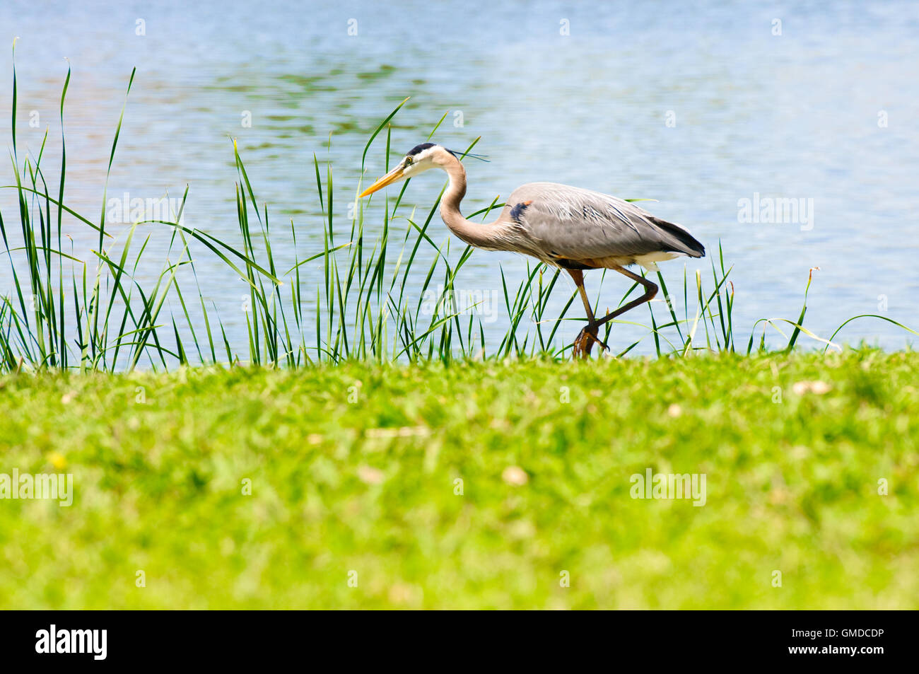 Beautiful crane beside lake Stock Photo - Alamy