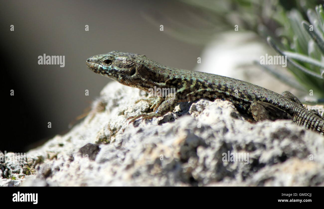 Lizard on a stone Stock Photo - Alamy