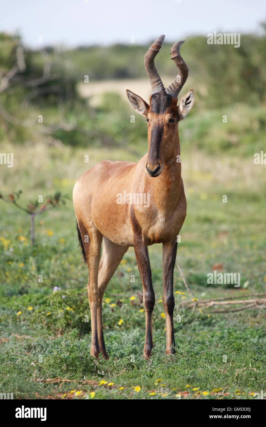 Red Hartebeest Antelope Stock Photo - Alamy