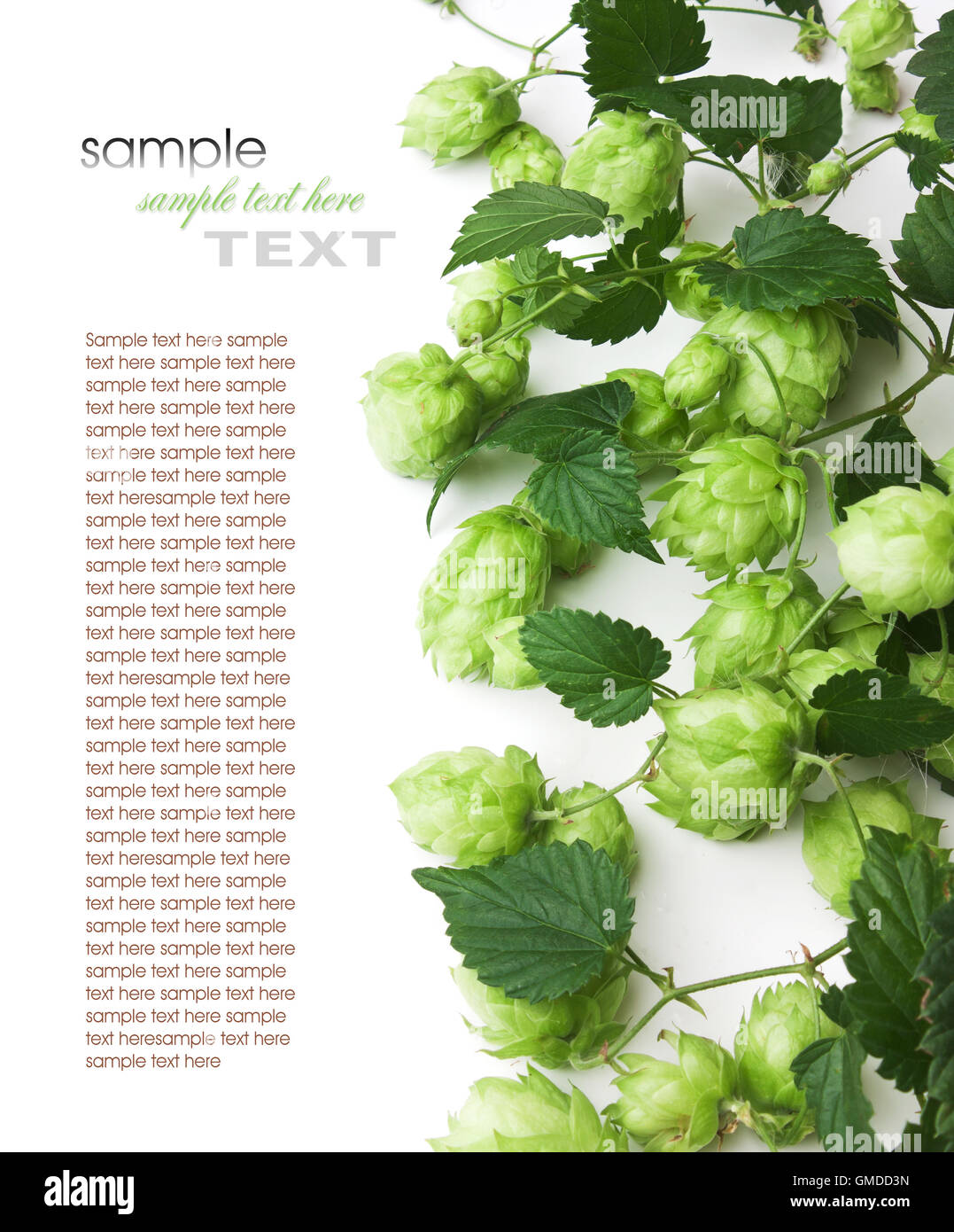Hops stem to stem hi-res stock photography and images - Alamy