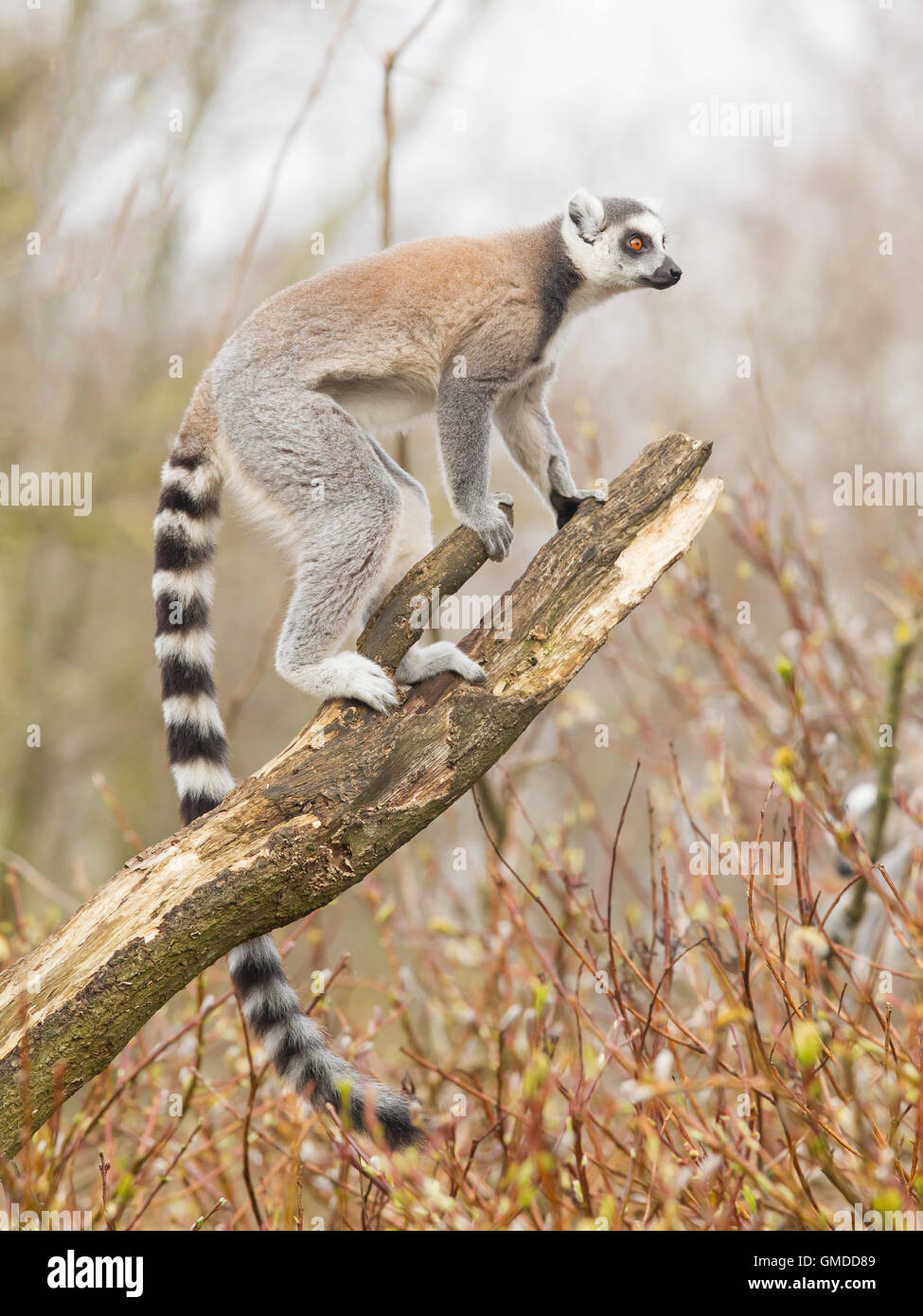 Ring-tailed lemur (Lemur catta Stock Photo - Alamy