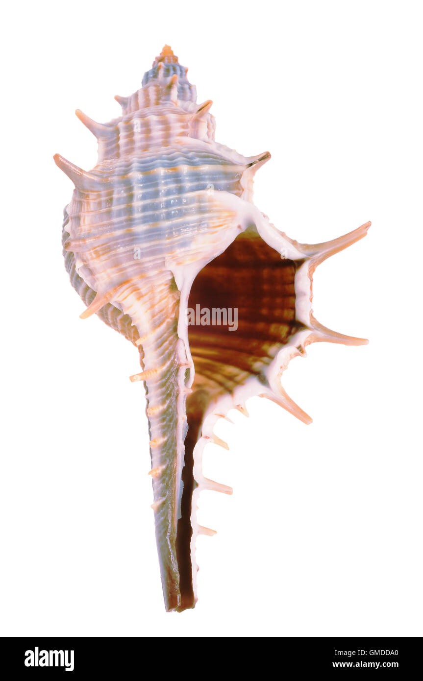 Seashell exoskeleton hi-res stock photography and images - Alamy
