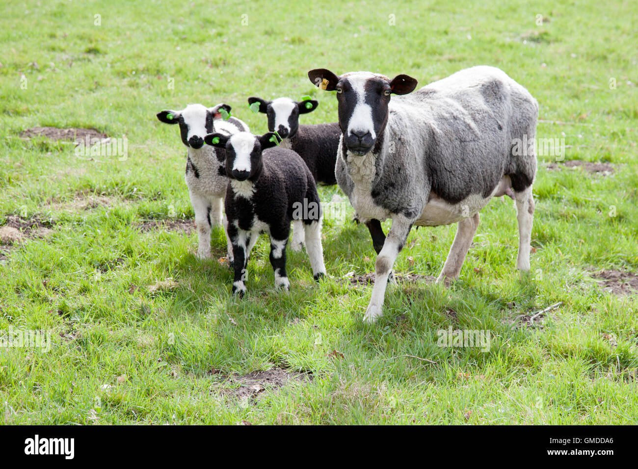 sheep and three lambs in meadow Stock Photo - Alamy