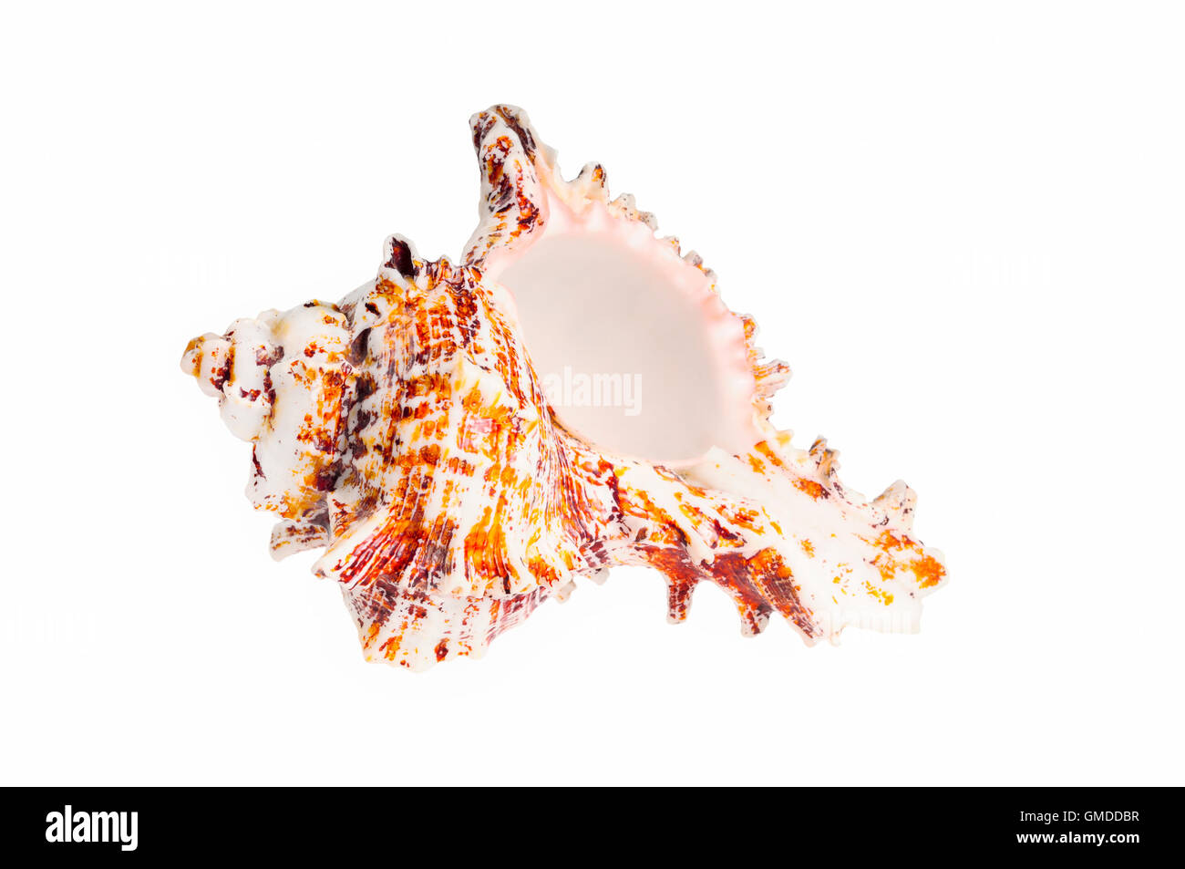 Seashell exoskeleton hi-res stock photography and images - Alamy