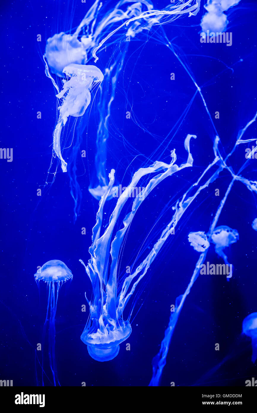 Beautiful jellyfish moving slowly hi-res stock photography and images ...