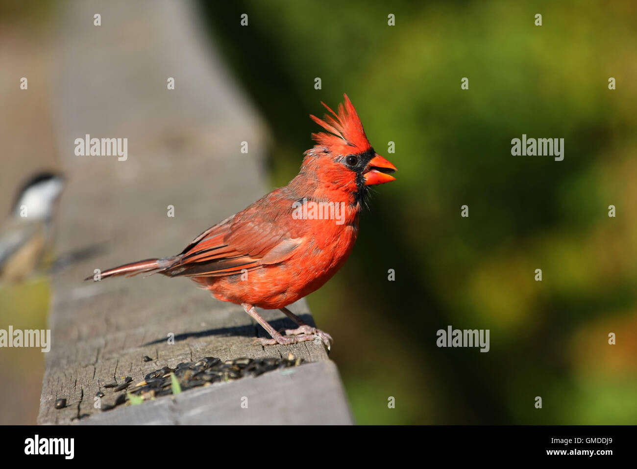 Young male cardinal hi-res stock photography and images - Alamy