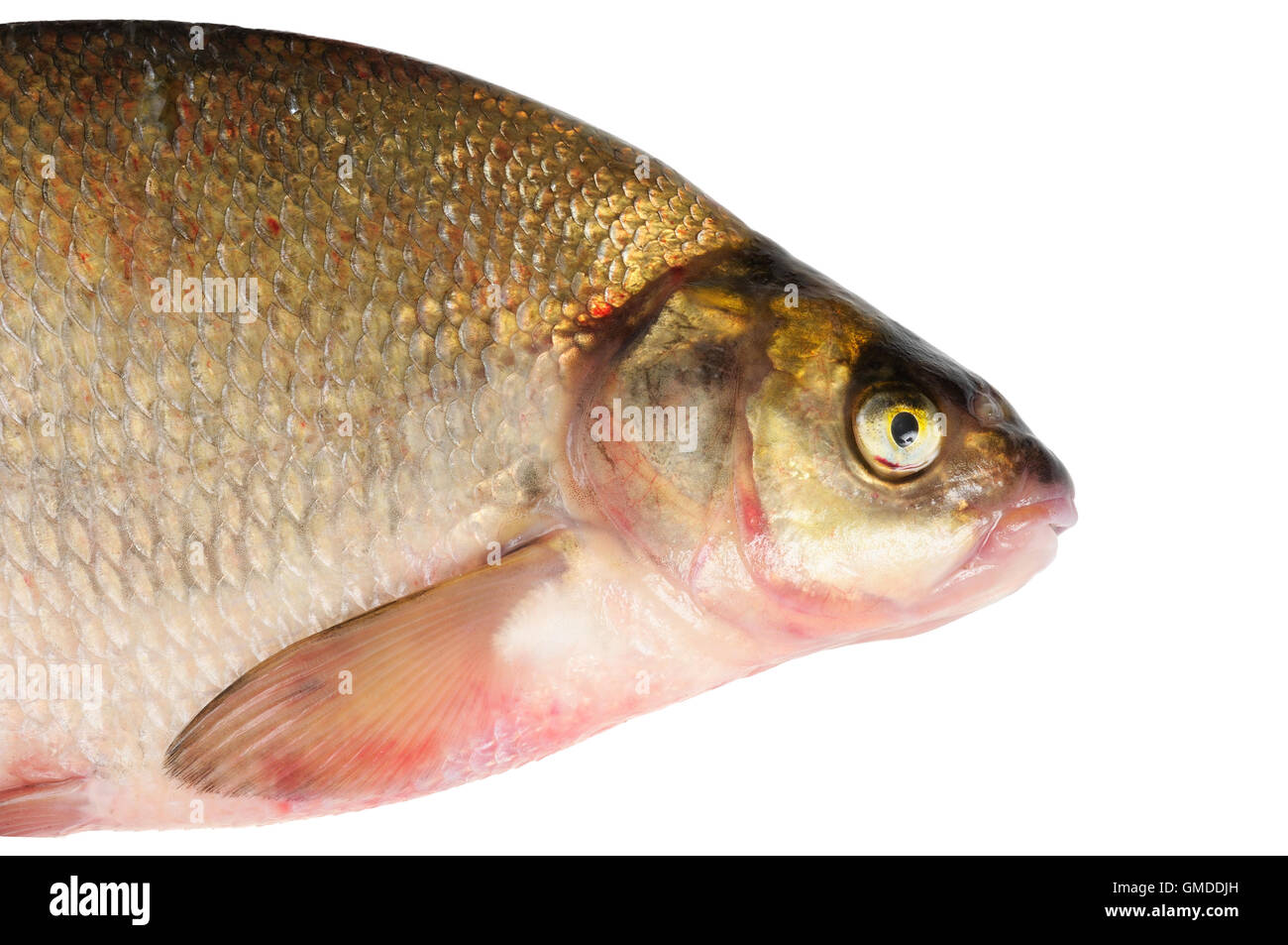 Fresh freshwater fish Bream Stock Photo - Alamy