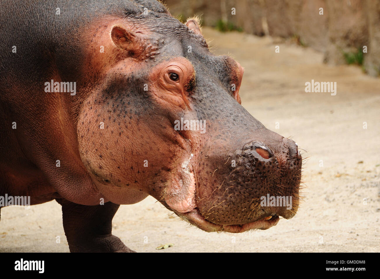 Hippo shape hi-res stock photography and images - Alamy