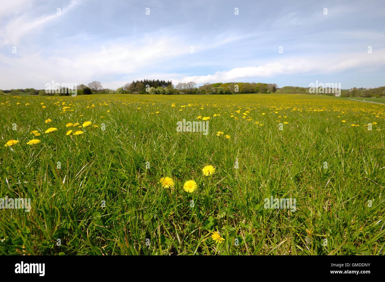 Farmland with dandelions and green grass Stock Photo - Alamy
