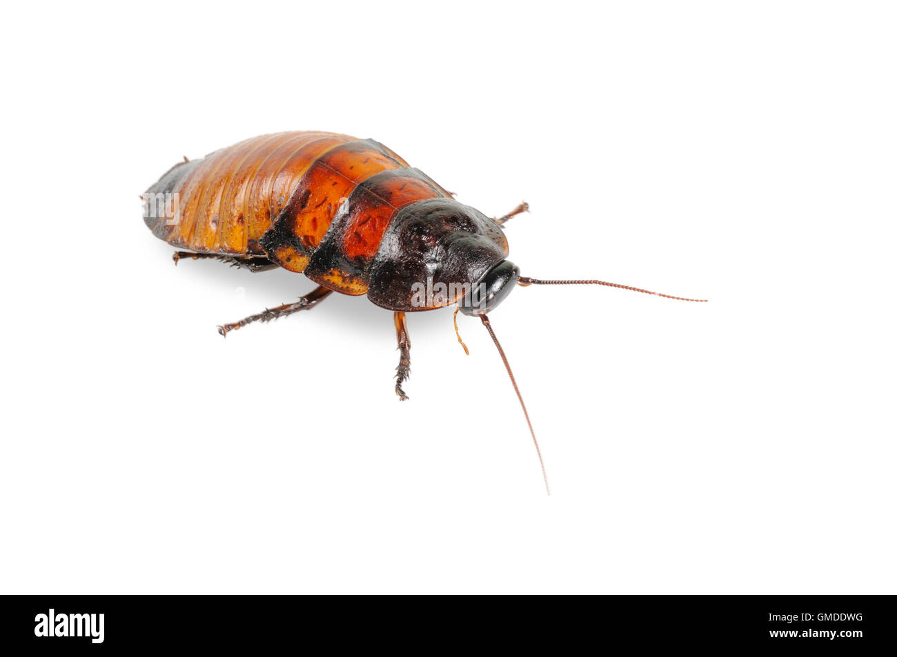The madagascar cockroach hi-res stock photography and images - Alamy