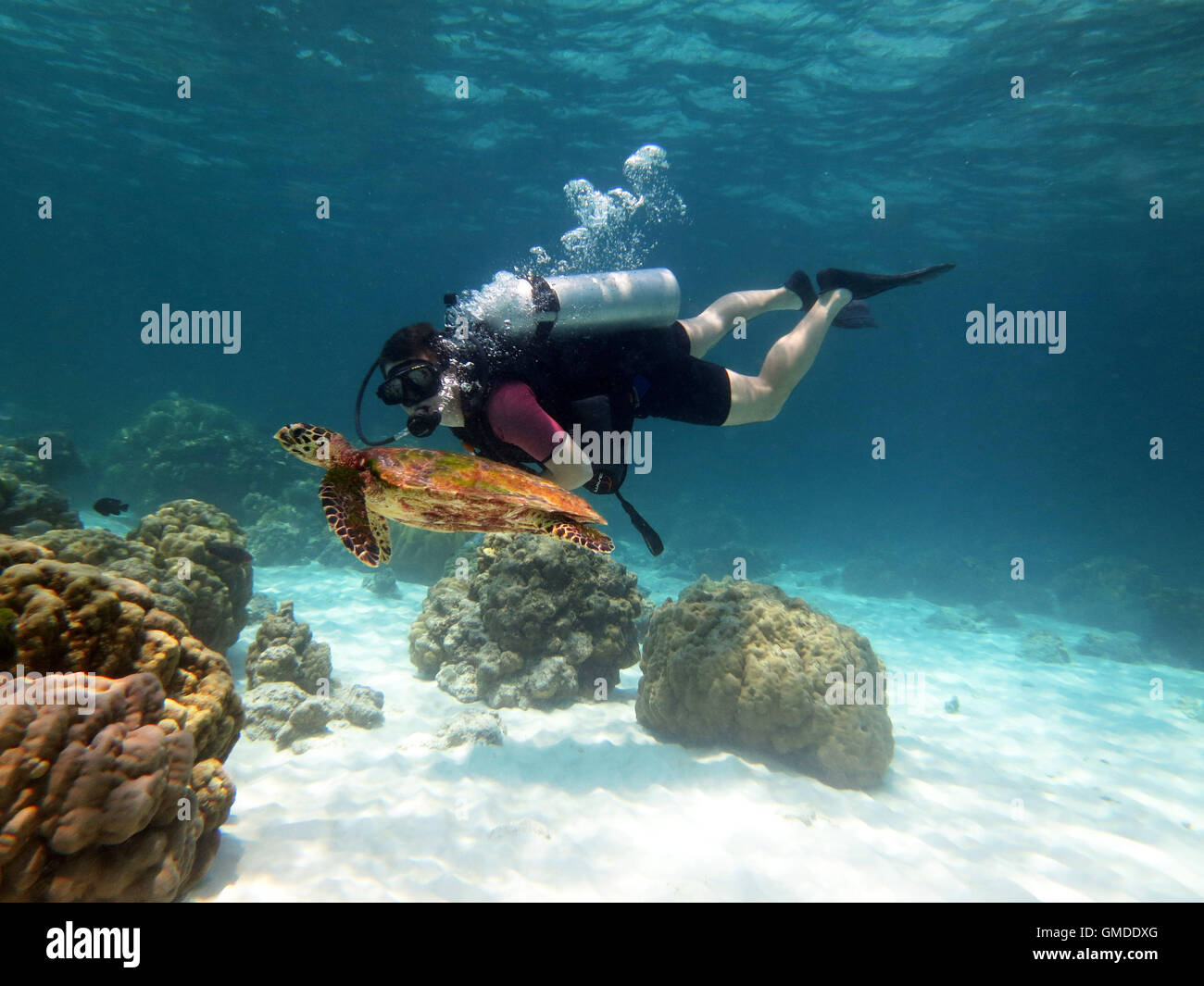 Female hawksbill sea turtle hi-res stock photography and images - Alamy