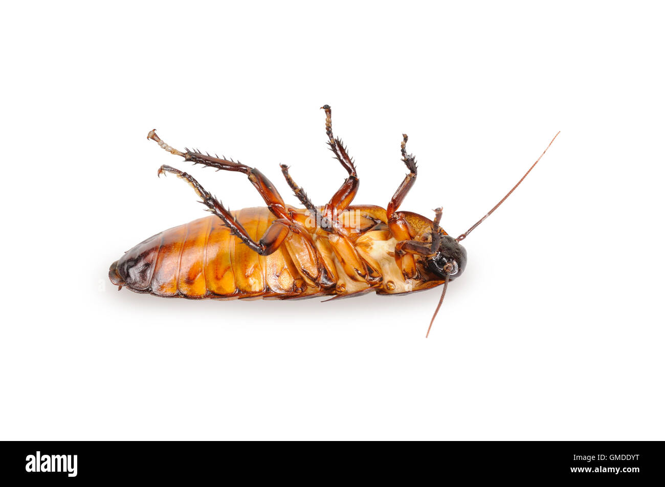 Roach back hi-res stock photography and images - Alamy