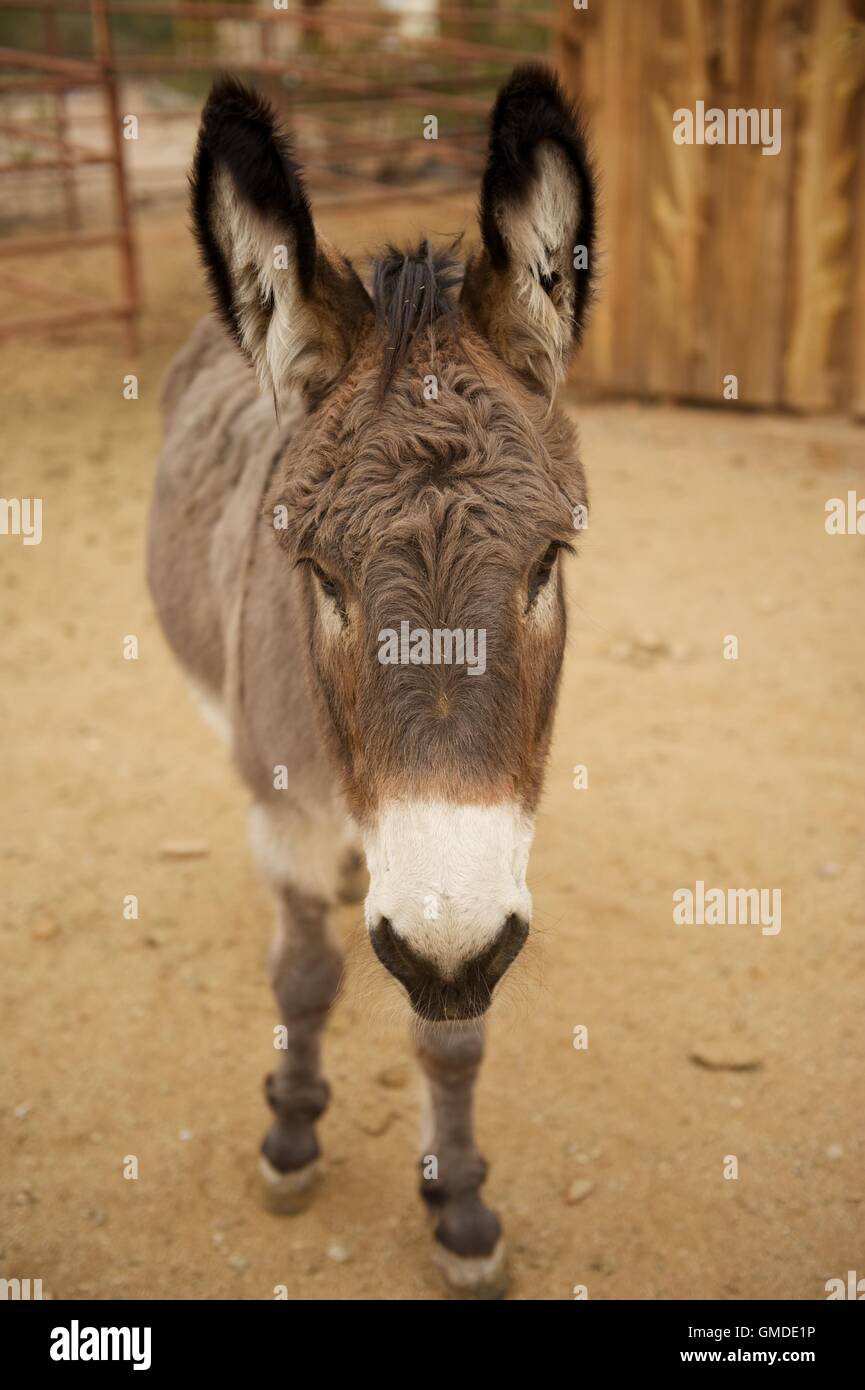 Gray Donkey Face with White Nose Stock Photo - Alamy