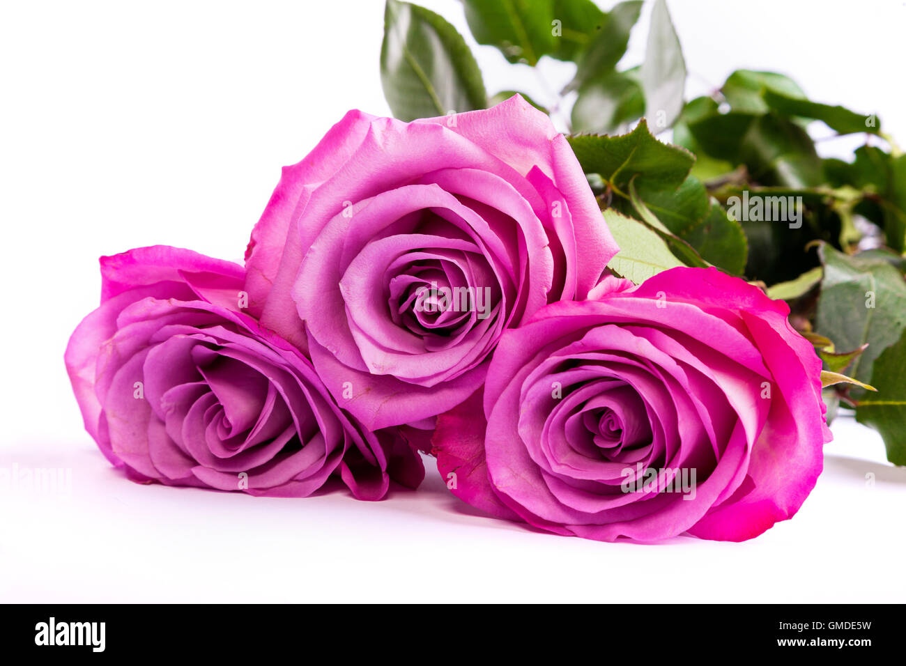 Three fresh pink roses over white background Stock Photo - Alamy