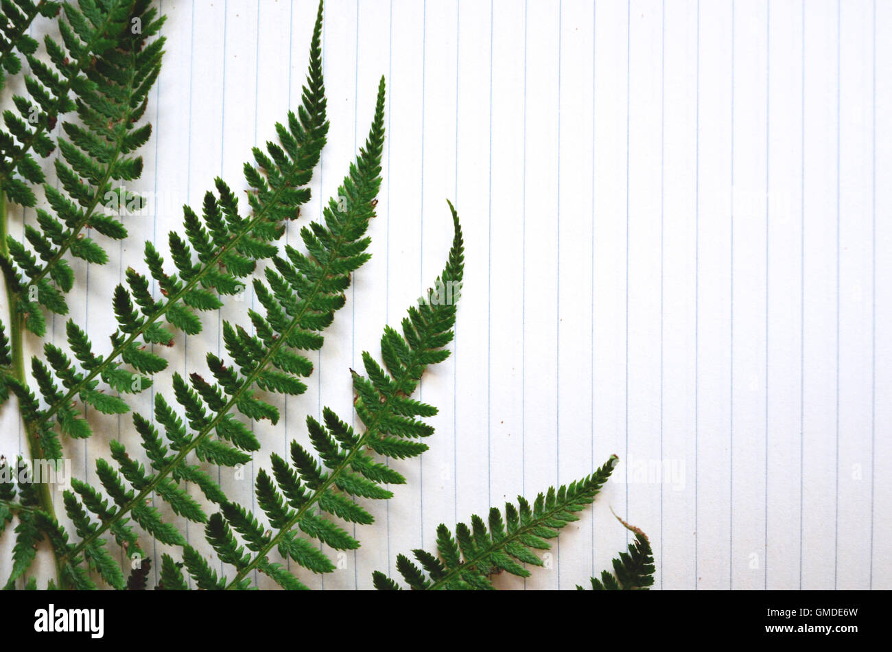 Notebook with yellow pencil and fern on white background Stock Photo ...